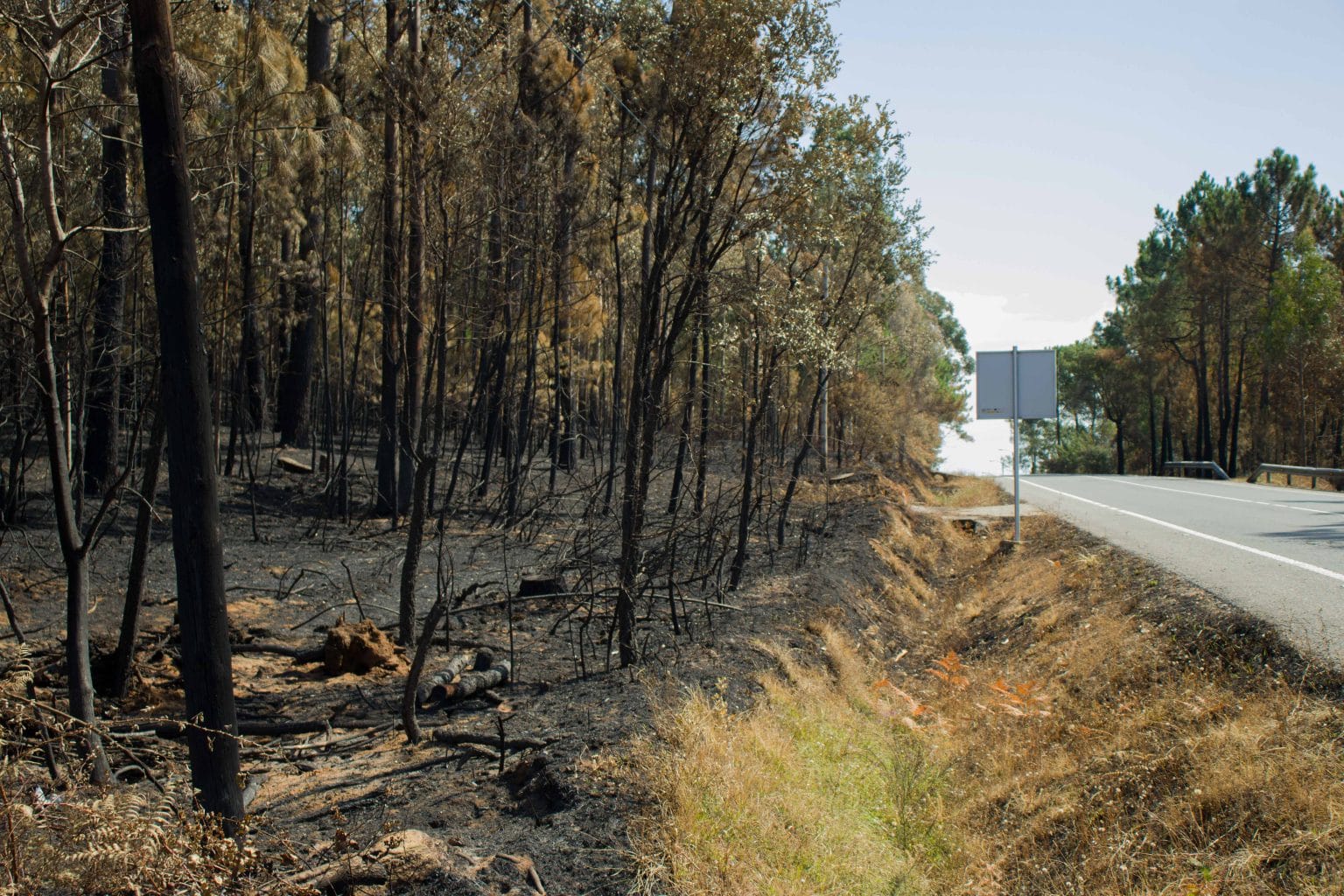 Lacra medioambiental. Los incendios y la deforestación » Planta Vida